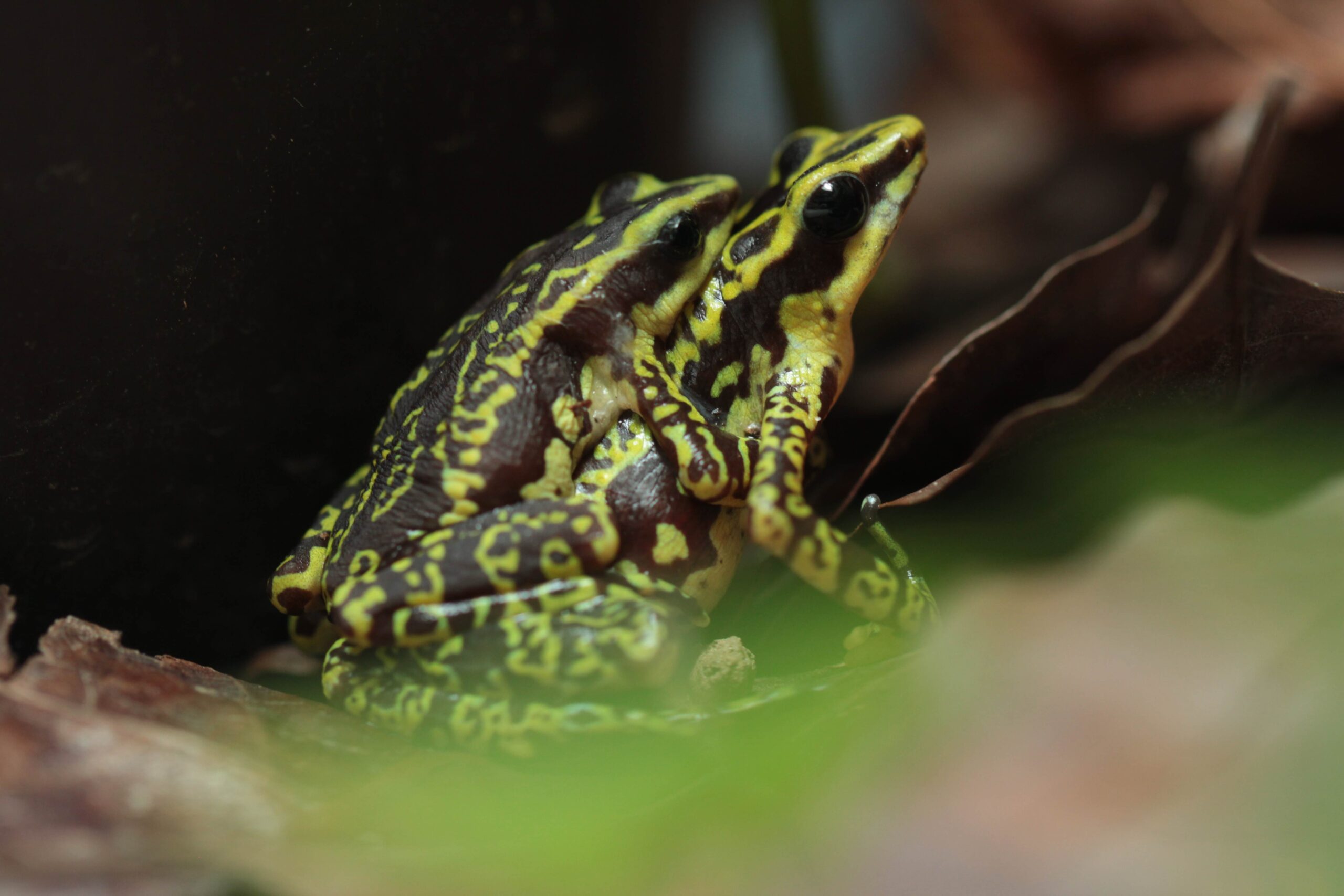 El Sapito Rayado de Rancho Grande - FUDECI